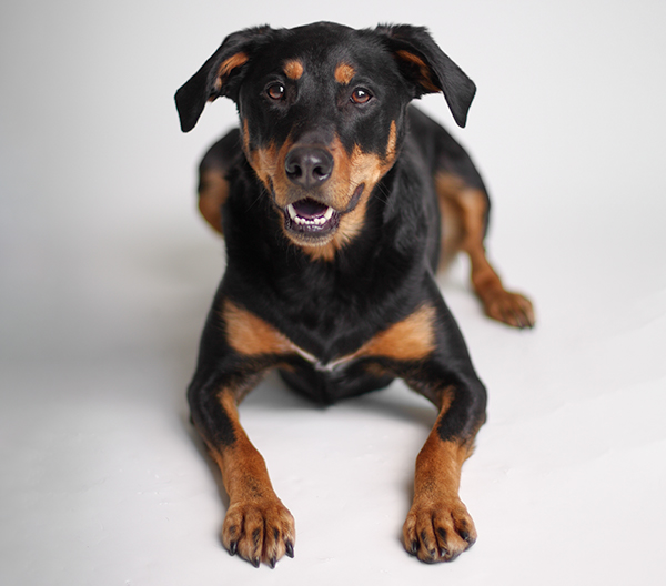 9 reasons why your untrained dog can have a successful photo shoot